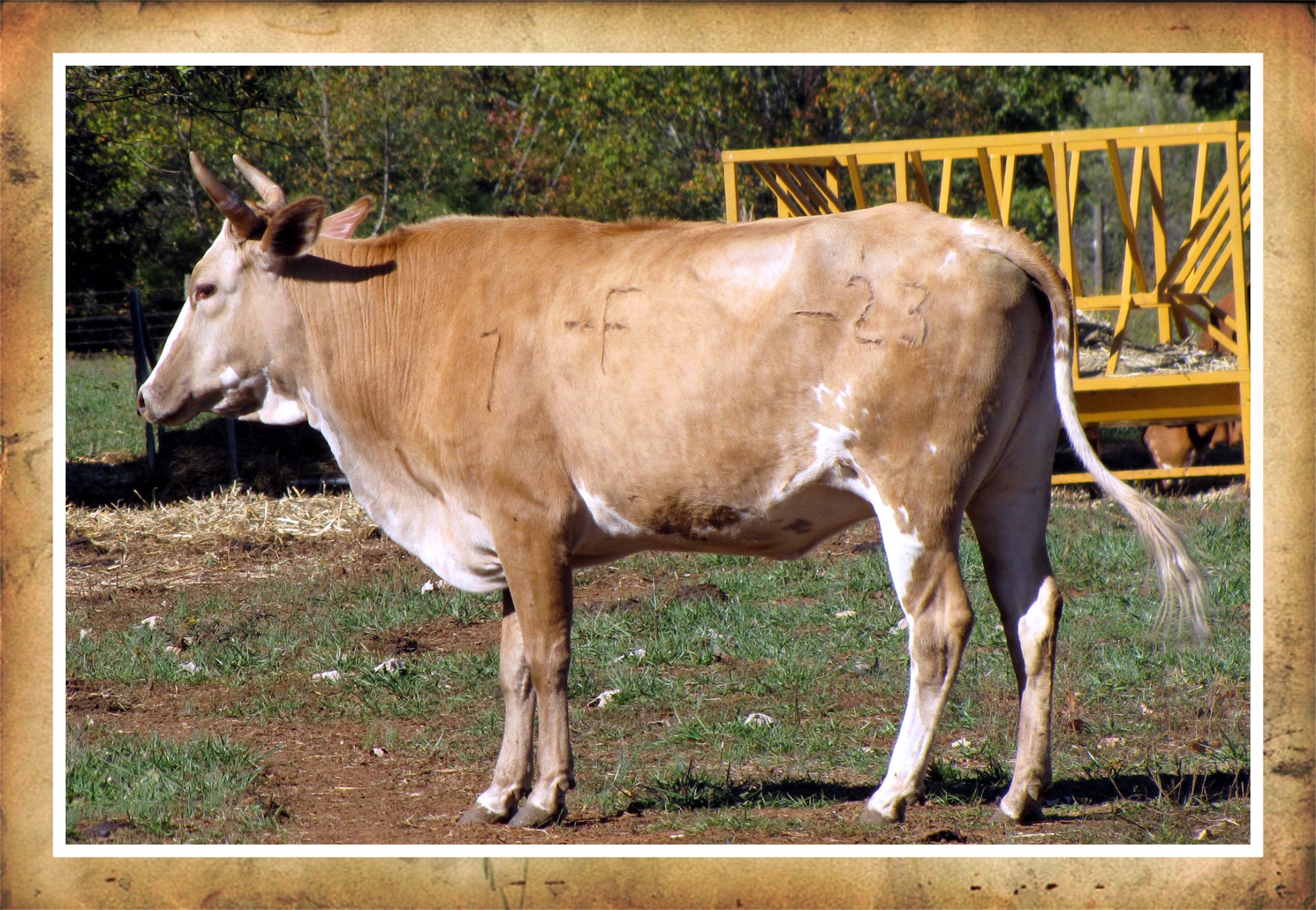 Dale Cox Bucking Bulls, Cows