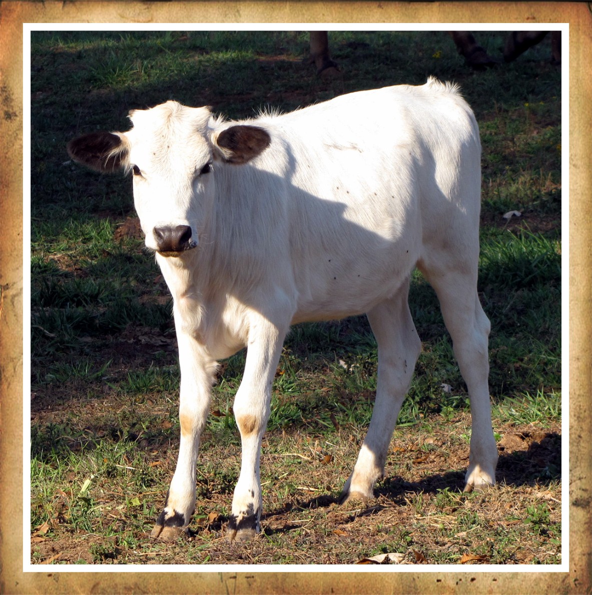 Dale Cox Bucking Bulls, Heifers