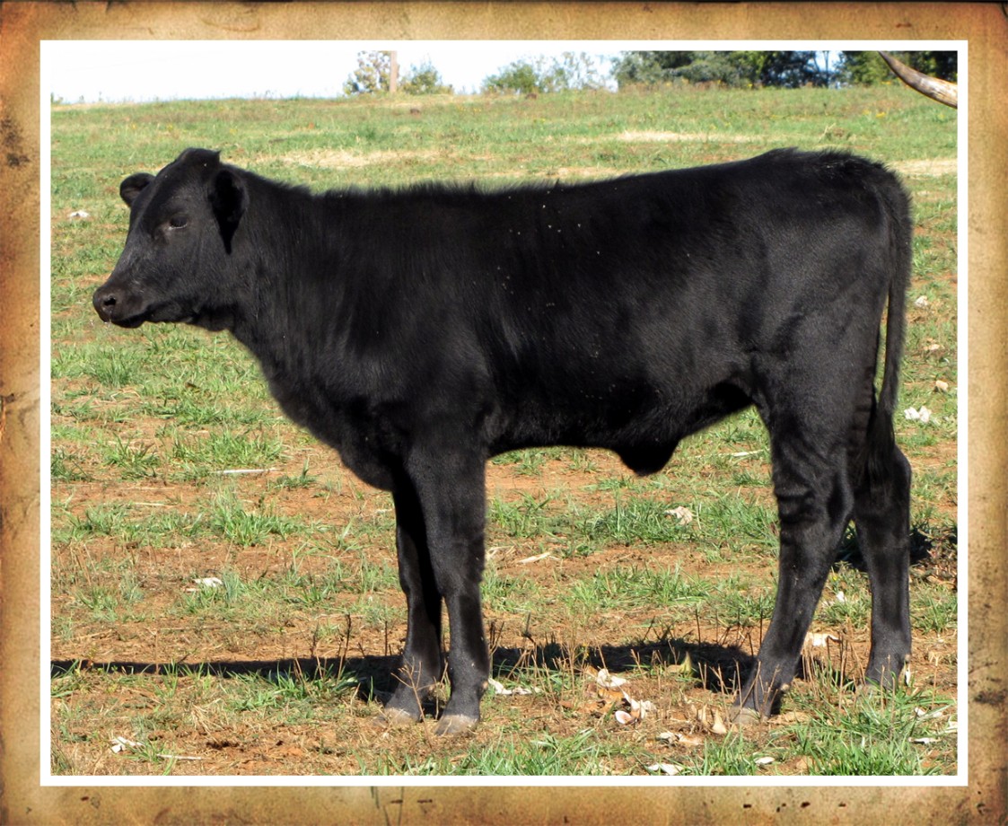 Dale Cox Bucking Bulls, Heifers