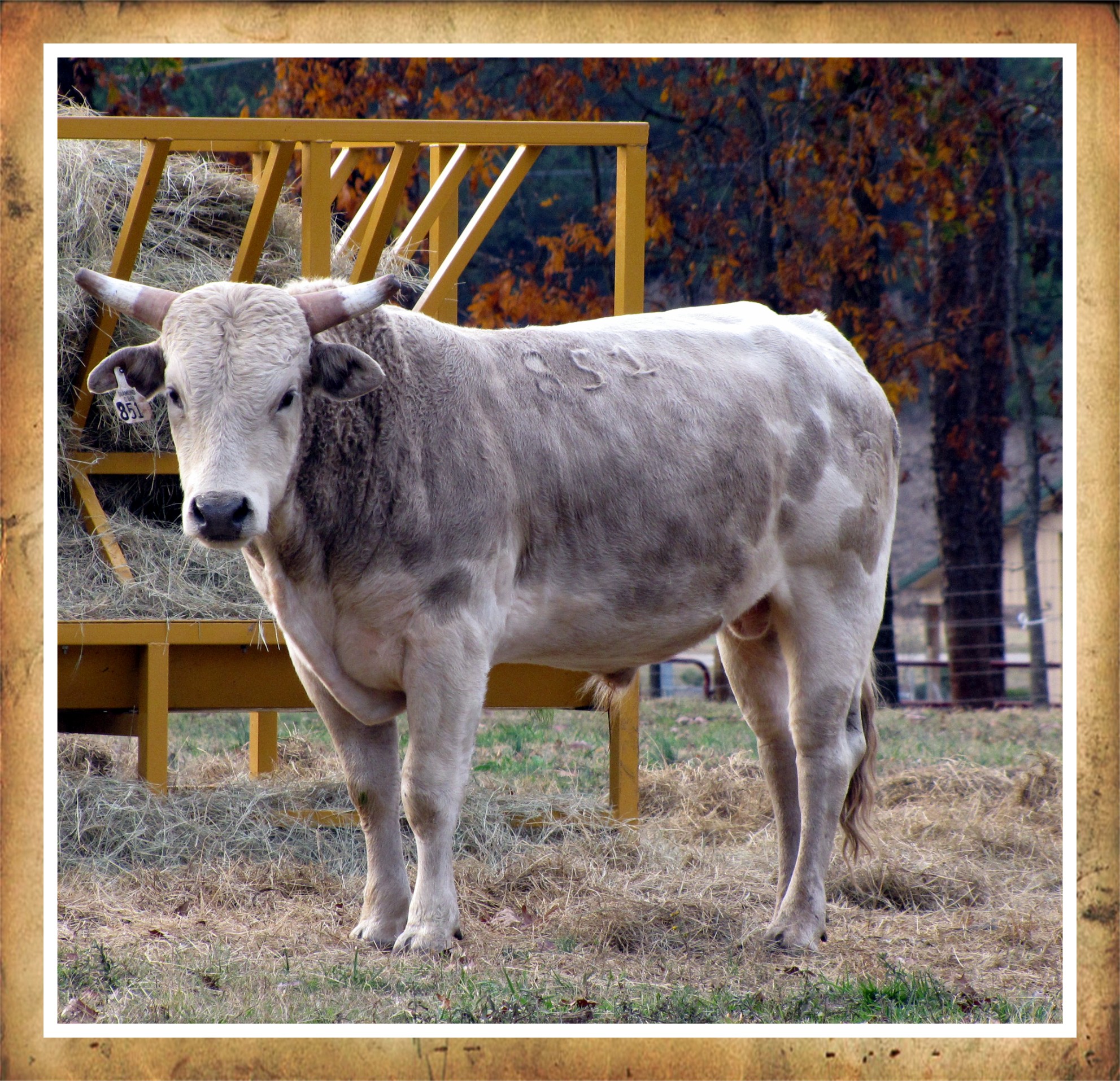 Dale Cox Bucking Bulls, Sold Bulls