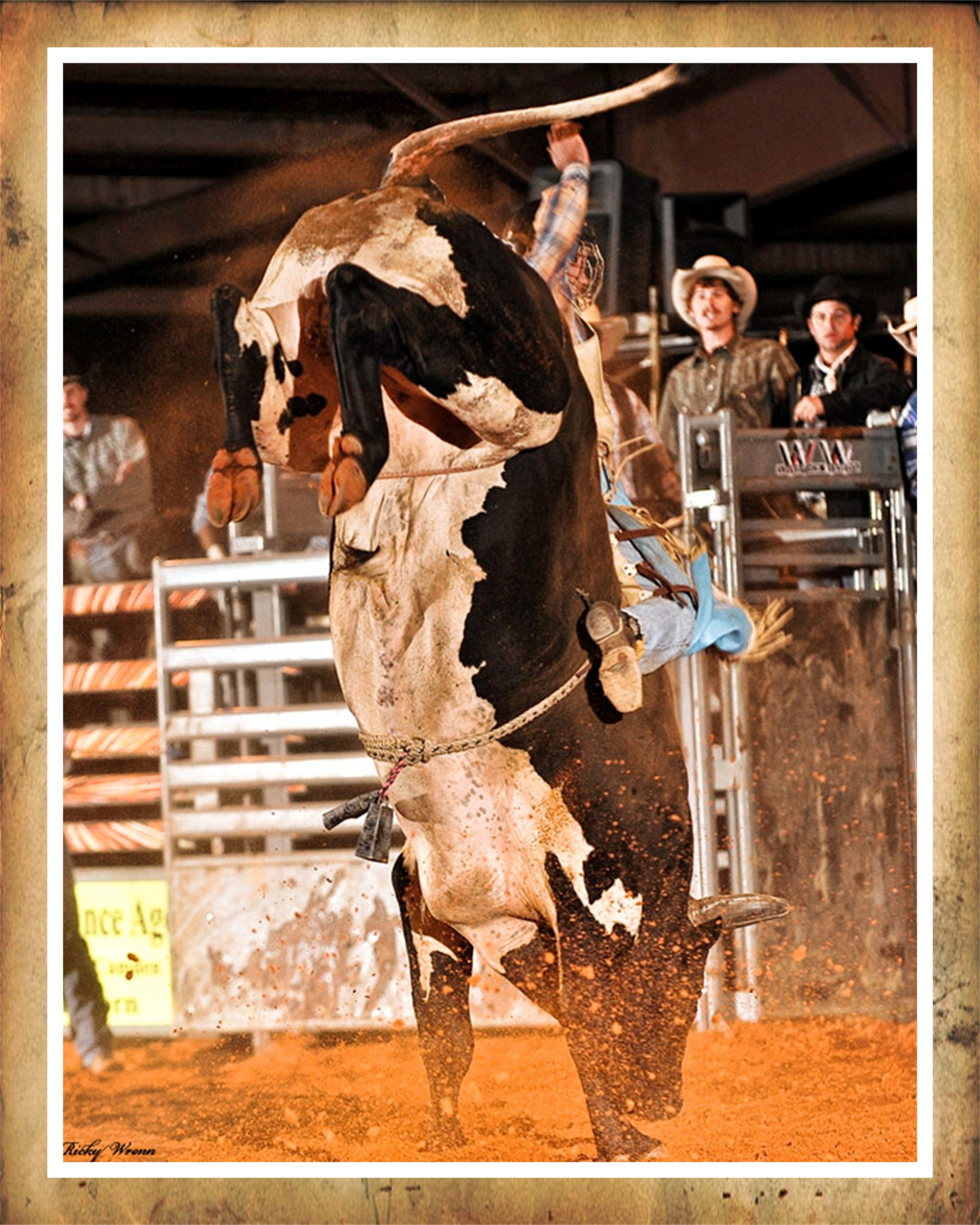 Dale Cox Bucking Bulls,Photos
