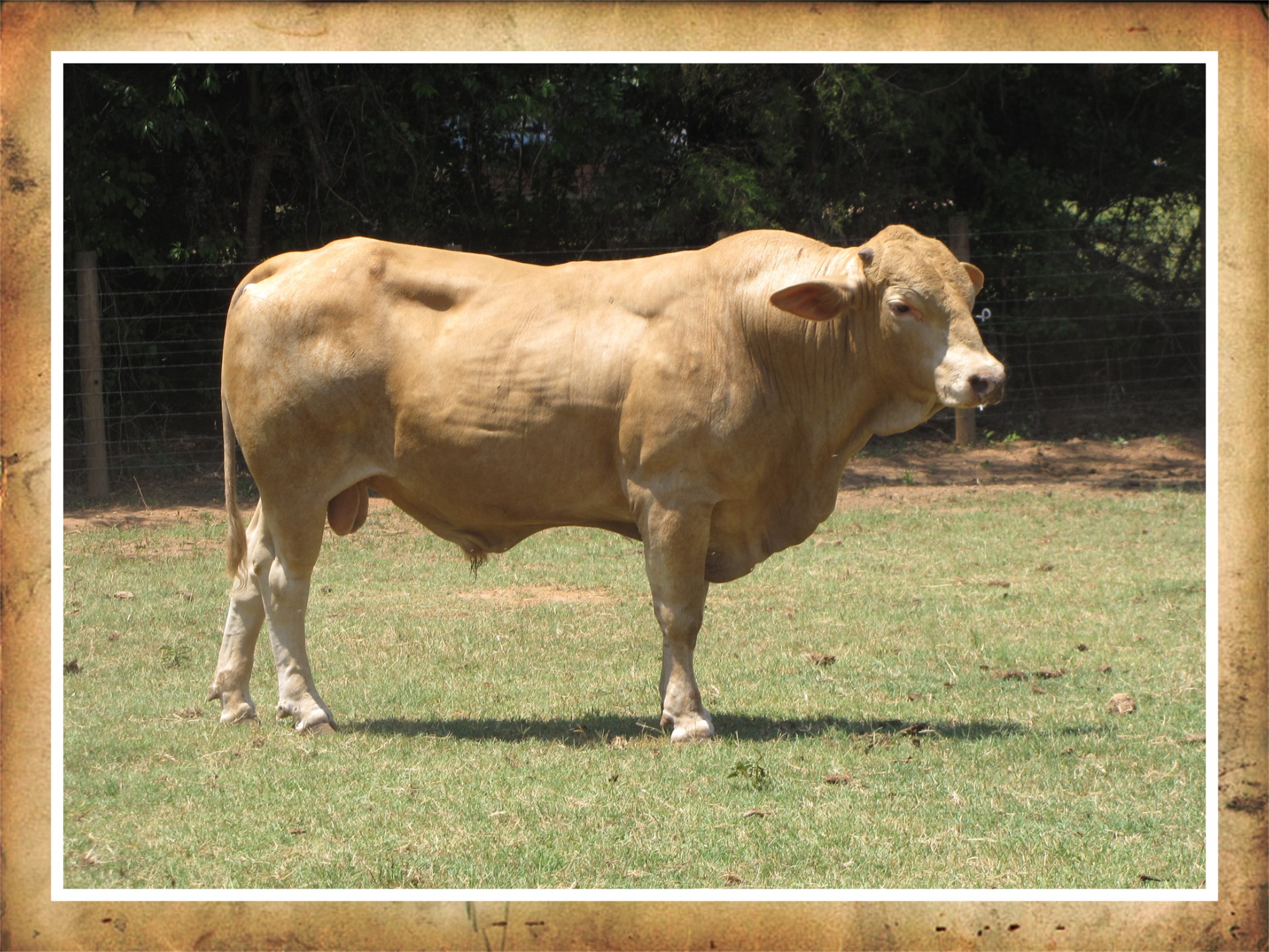 Dale Cox Bucking Bulls, Semen Sales
