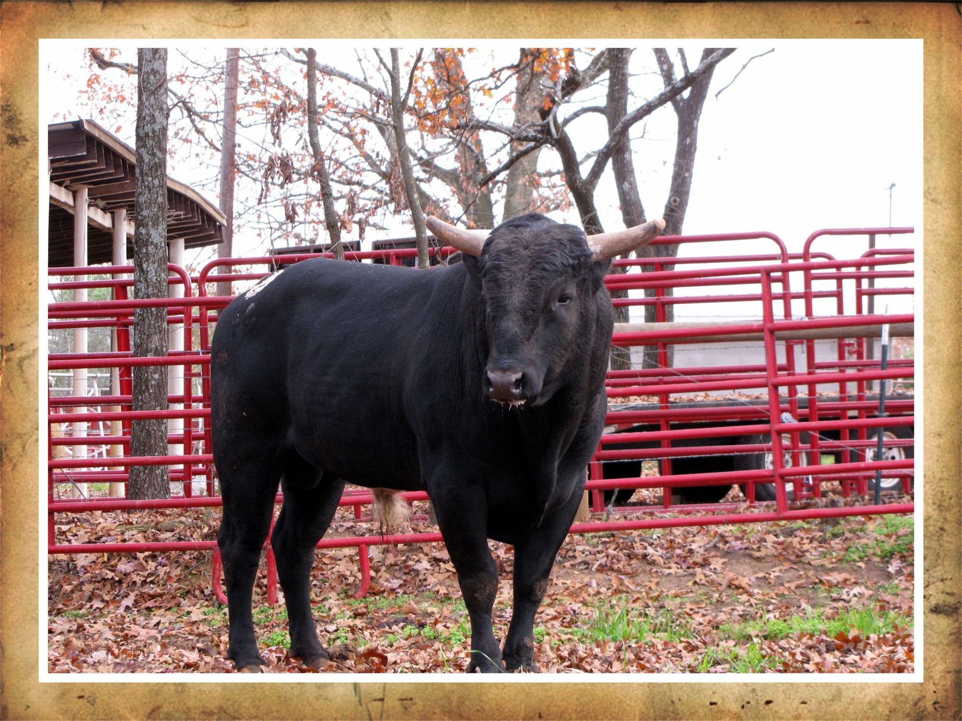 Dale Cox Bucking Bulls, Sold Bulls