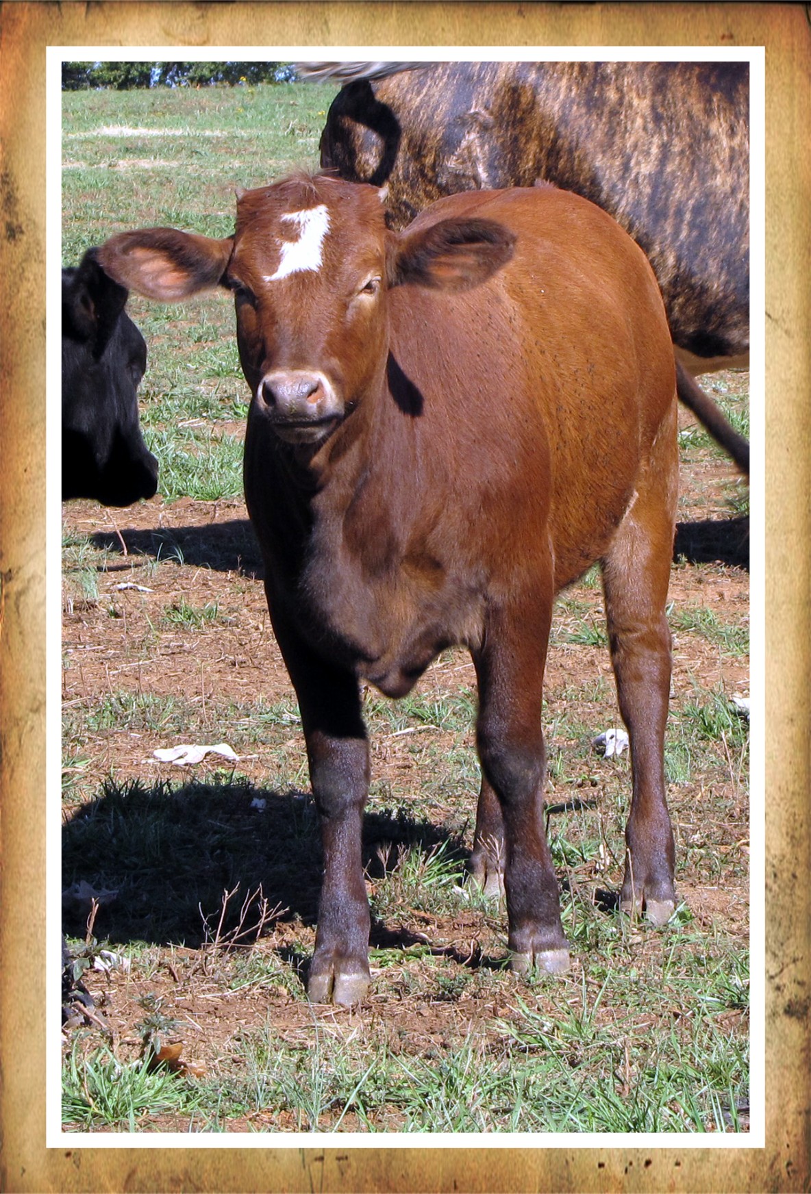 Dale Cox Bucking Bulls, Heifers