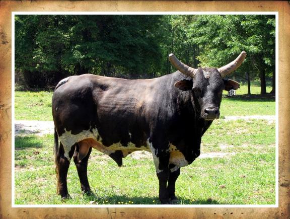 Dale Cox Bucking Bulls,Photos