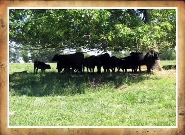 Dale Cox Bucking Bulls, Cows